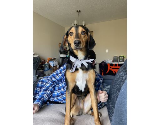 Walker, MI - Treeing Walker Coonhound/Labrador Retriever. Meet Turbo ...