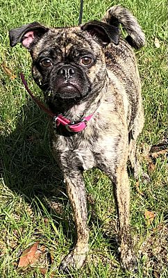 Orlando, FL - Pug. Meet Molly a Pet for Adoption - AdoptaPet.com