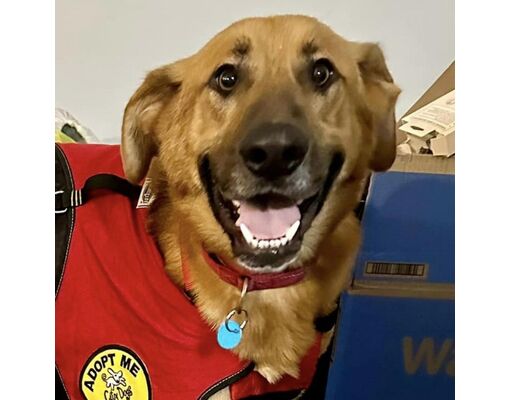 Washington, DC - German Shepherd Dog/Hound (Unknown Type). Meet Marley ...