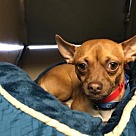 Boston Terrier Puppies - Boston Terrier Rescue and Adoption