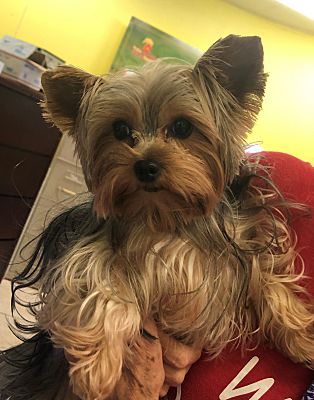 Boca Raton, FL - Yorkie, Yorkshire Terrier. Meet Luca a Pet for ...
