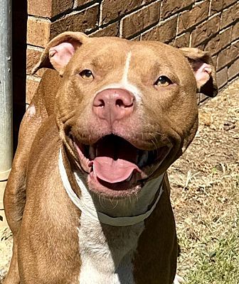 Birmingham, AL - Pit Bull Terrier. Meet Deidre a Pet for Adoption ...