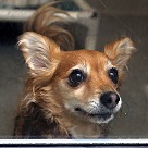 Papillon Puppies - Papillon Rescue and Adoption Near You