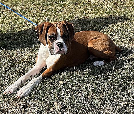 Hainesville, IL - Boxer. Meet ADOPTION PENDING Infinite Poss a Pet for ...