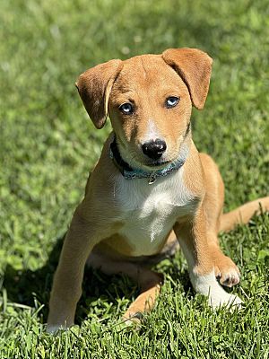 Sparta, NJ - Australian Shepherd/Beagle. Meet Phoebe a Pet for Adoption ...