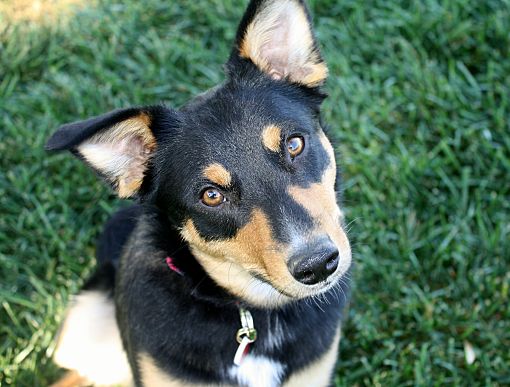 South Gate, CA - Australian Cattle Dog/Border Collie. Meet Tabatha - 30 ...