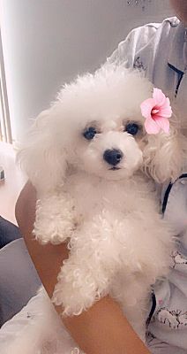 Lombard, IL - Poodle (Toy or Tea Cup). Meet Cookie a Pet for Adoption ...