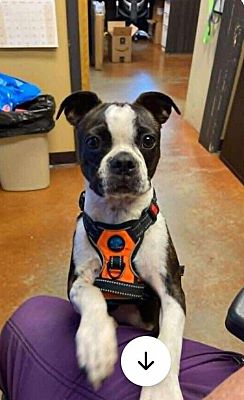 Appleton, WI - Boston Terrier. Meet Bandit a Pet for Adoption ...