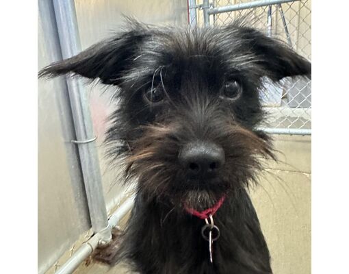 Delaware, OH - Fox Terrier (Wirehaired)/Mixed Breed (Medium). Meet Jack ...