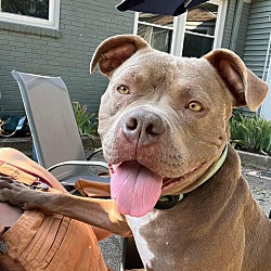 Nashville, TN - Pit Bull Terrier. Meet Ted a Pet for Adoption ...