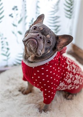 St. Louis Park, MN - French Bulldog. Meet Verona a Pet for Adoption ...