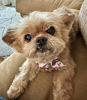 Dallas, TX - Yorkie, Yorkshire Terrier/Brussels Griffon. Meet Geisha ...
