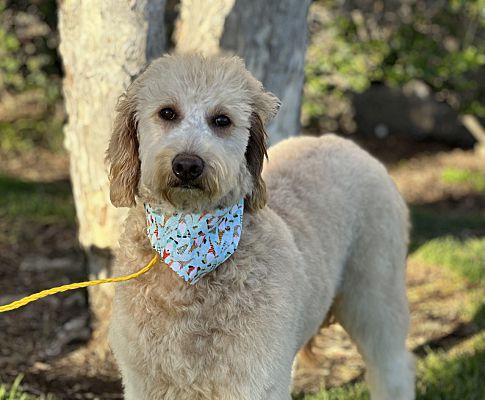 Los Alamitos, CA - Goldendoodle. Meet Kendall a Pet for Adoption ...