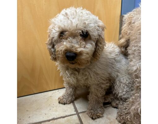 Seattle, WA - Poodle (Miniature). Meet Freya Miniature Poodle a Pet for ...