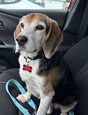 Tampa, FL - Beagle. Meet Dash II a Pet for Adoption - AdoptaPet.com