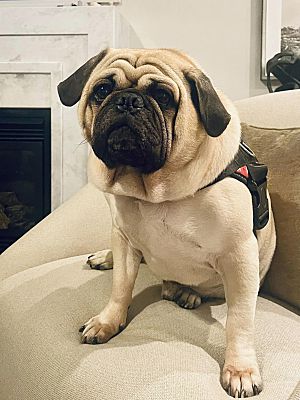 Wethersfield, CT - Pug. Meet Enzo a Pet for Adoption - AdoptaPet.com