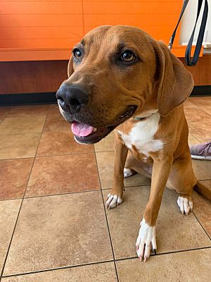 Oklahoma City, OK - Rhodesian Ridgeback/Black Mouth Cur. Meet Charlotte ...
