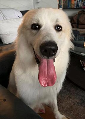 Sanford, FL - Great Pyrenees. Meet Ghost a Pet for Adoption - AdoptaPet.com