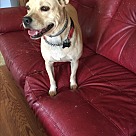 French Bulldog Puppies - Rescue and Adoption Near You