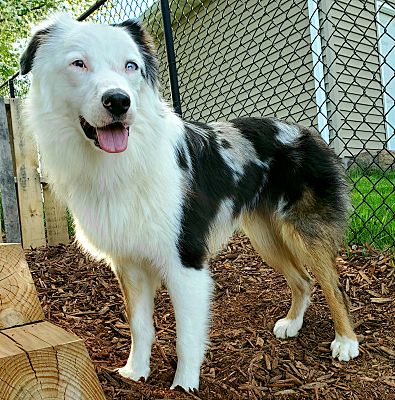 Minneapolis, MN - Australian Shepherd. Meet Hank a Pet for Adoption ...