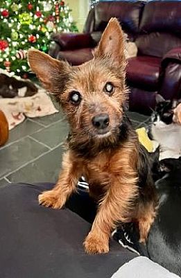 Holland, MI - Yorkie, Yorkshire Terrier. Meet Mr. Charlie a Pet for ...