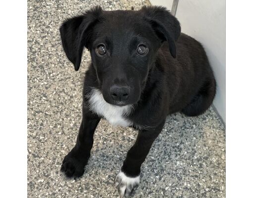 Kanab, UT - Australian Cattle Dog/Mixed Breed (Medium). Meet Shitake a ...
