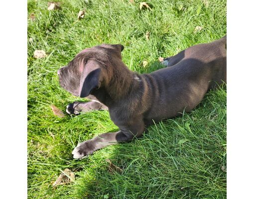 Murray, UT - Mixed Breed (Medium). Meet Ruby a Pet for Adoption ...