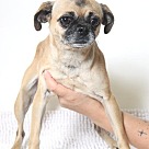 Pug Puppies - Pug Rescue and Adoption Near You