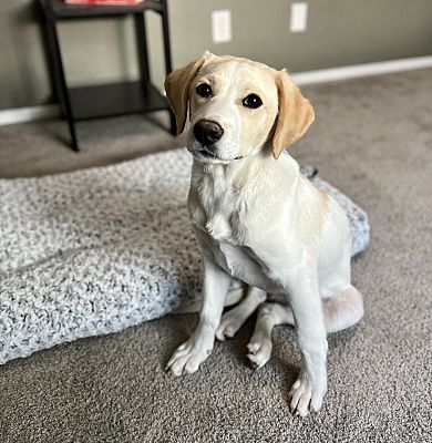 Phoenix, AZ - Labrador Retriever/Foxhound. Meet Winston a Pet for ...