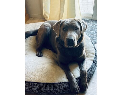 Reno, NV - Labrador Retriever. Meet Sage silver lab a Pet for Adoption ...