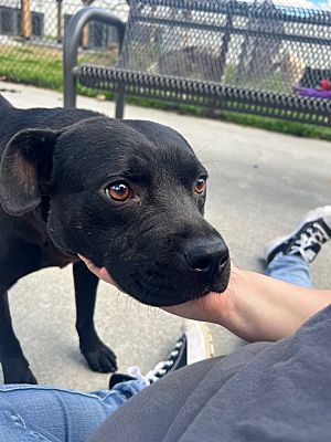 Rome, GA - Mixed Breed (Medium). Meet Bill a Pet for Adoption ...