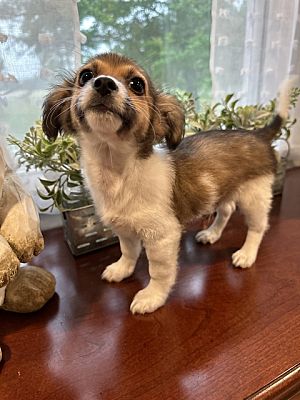 Frederick, MD - Mixed Breed (Small). Meet Miny - The Tag Babies a Pet ...