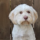 Maltere Puppies - Maltese Rescue and Adoption Near You