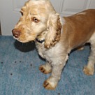 Cocker Spaniel Puppies - Rescue and Adoption Near You