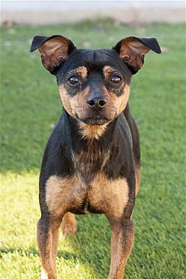 San Bernardino, CA - Miniature Pinscher/Chihuahua. Meet Lennox a Pet ...