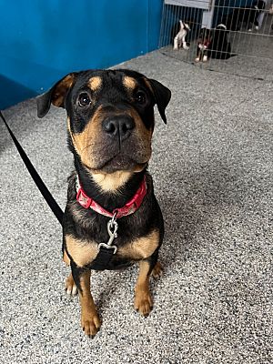 Reno, NV - Shar Pei/Rottweiler. Meet Roseville a Pet for Adoption ...
