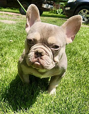 Yorkville, IL - French Bulldog. Meet Bulldozer a Pet for Adoption ...