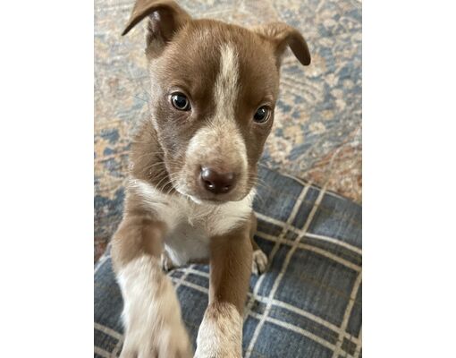 Phoenix, AZ - Pitsky. Meet Laika a Pet for Adoption - AdoptaPet.com