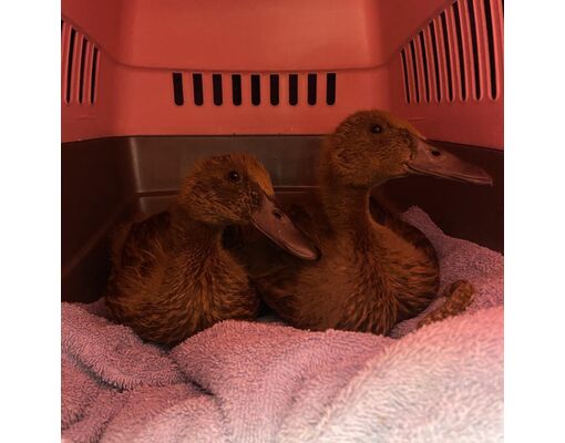 Pittsburgh, PA - Parrot - Other. Meet Mikey and Gerard a Pet for ...