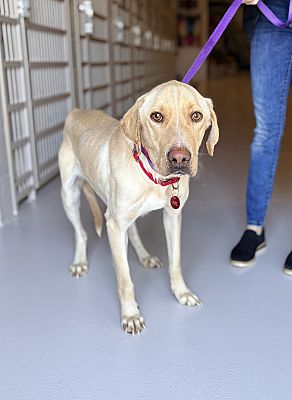 Owens Cross Roads, AL - Labrador Retriever. Meet Ducky a Pet for ...