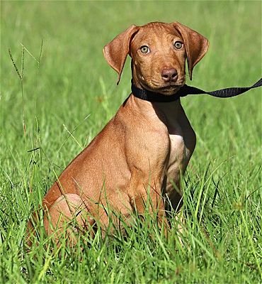 North Fort Myers, FL - Rhodesian Ridgeback. Meet Vala a Pet for ...