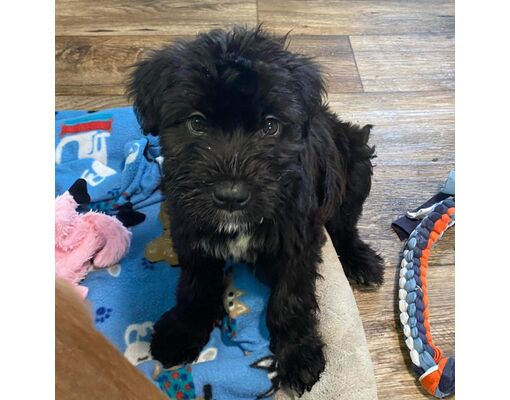 Woodstock, VA - Labrador Retriever/Scottie, Scottish Terrier. Meet ...