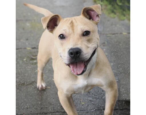 Pt. Richmond, CA - American Staffordshire Terrier/Mixed Breed (Medium ...