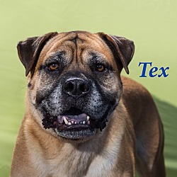 El Cajon, CA - Boxer/Chow Chow. Meet Tex a Pet for Adoption - AdoptaPet.com