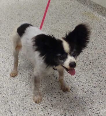 Kansas City, MO - Papillon. Meet Gaston a Pet for Adoption - AdoptaPet.com