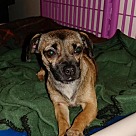 Pug Puppies - Pug Rescue and Adoption Near You