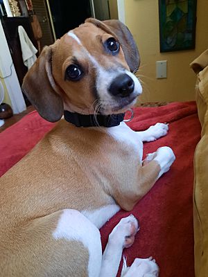 Covina, CA - Beagle/Chihuahua. Meet Shiloh a Pet for Adoption ...
