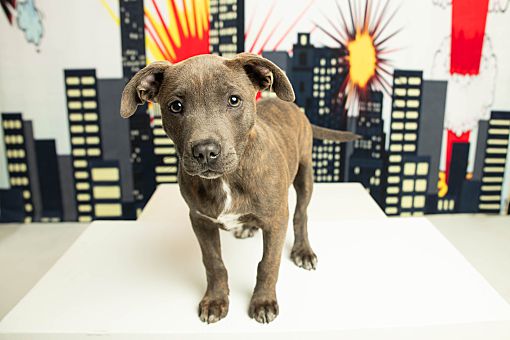 Dayton, OH - Pit Bull Terrier. Meet Sprout a Pet for Adoption ...