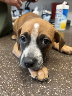 Rochester, MN - Boxer. Meet Poppy a Pet for Adoption - AdoptaPet.com