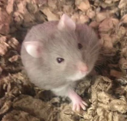 El Cajon, CA - Hamster. Meet Hailey a Pet for Adoption - AdoptaPet.com